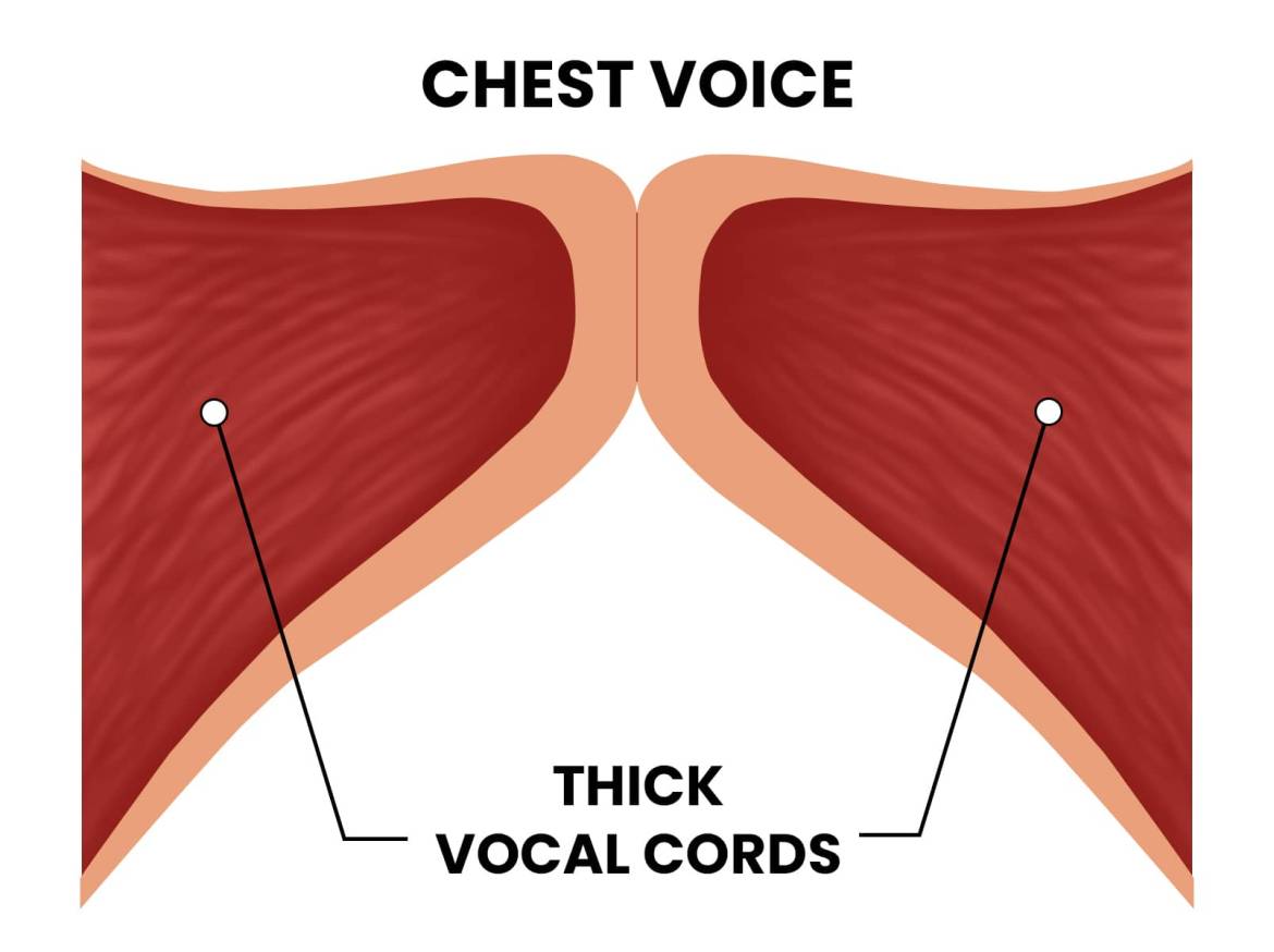 Thick vocal folds for chest voice Compressed - Ramsey Voice Studio